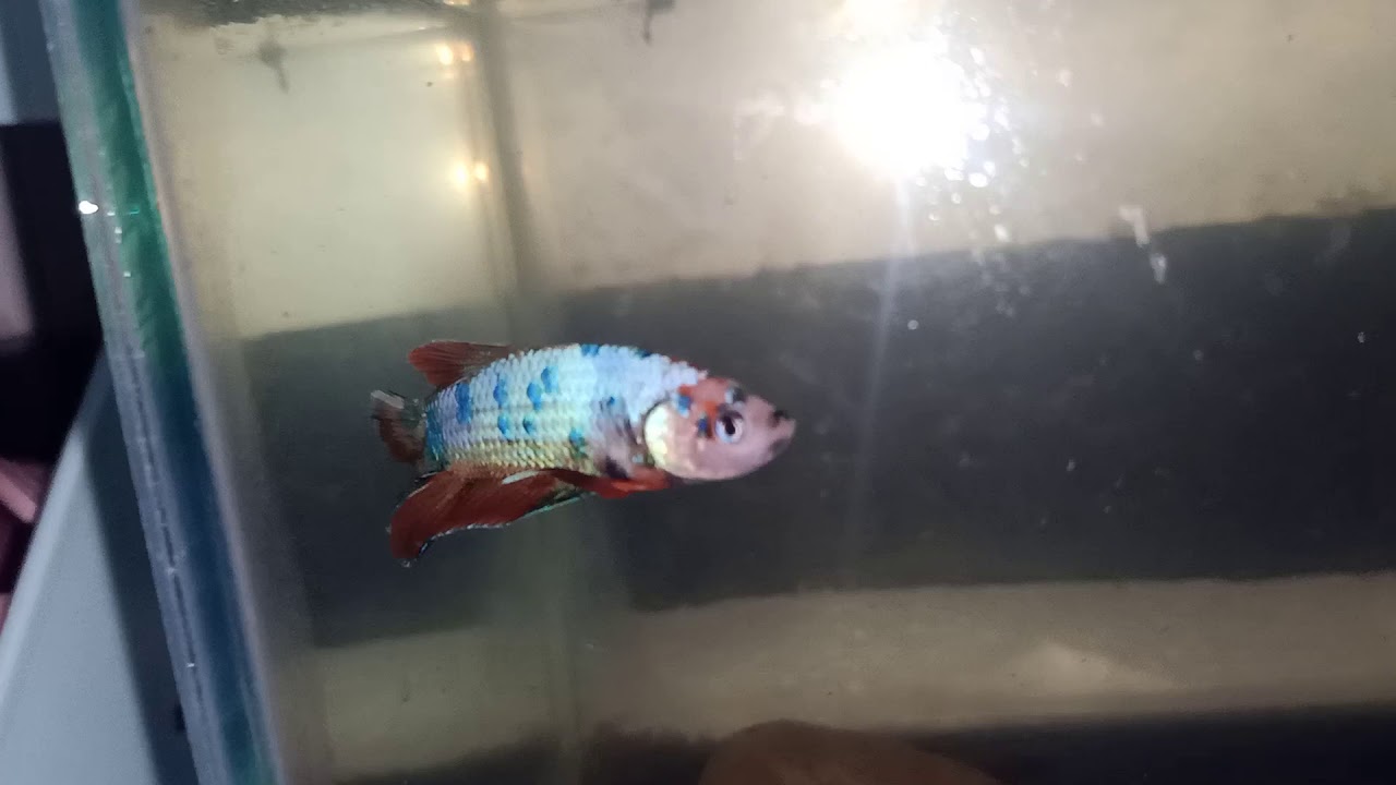 Cupang multicolor - YouTube