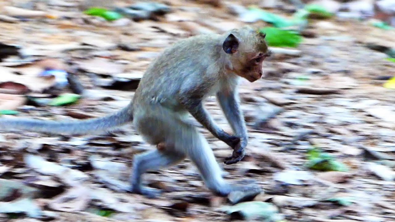 Poor Elias broken the arm, Following Elsa with his legs, wild baby ...