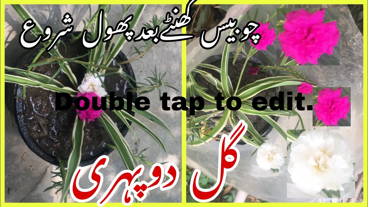 very easily growing plant for beginner | How to grow gul e dopehri from ...