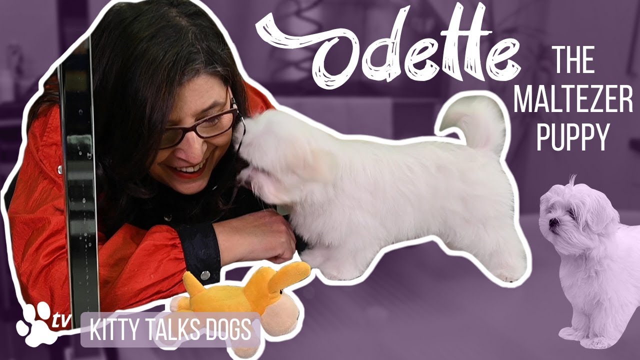 Grooming Odette the Maltese puppy - part 1 | Kitty Talks Dogs ...