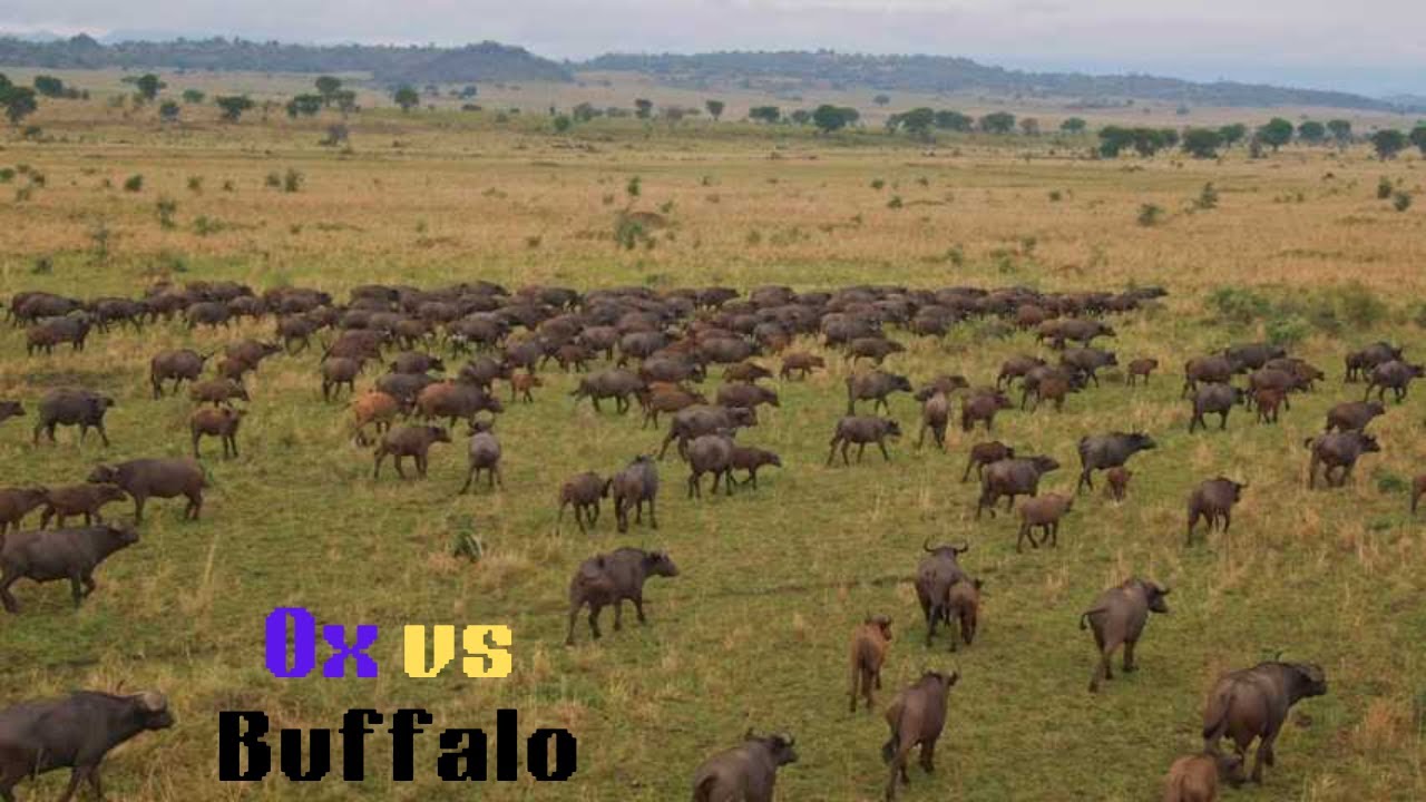 Ox vs Buffalo #WildlifeDocumentary #OxVsBuffalo #AnimalShowdown # ...