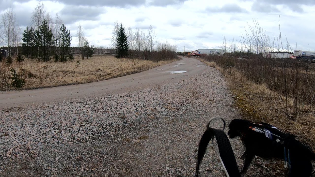 Kickbike Dog training - YouTube