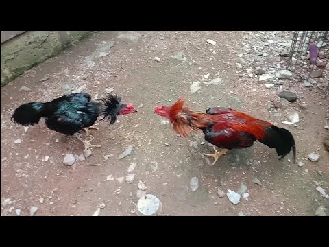 Ayam BlackBull Kualitas super!!!!