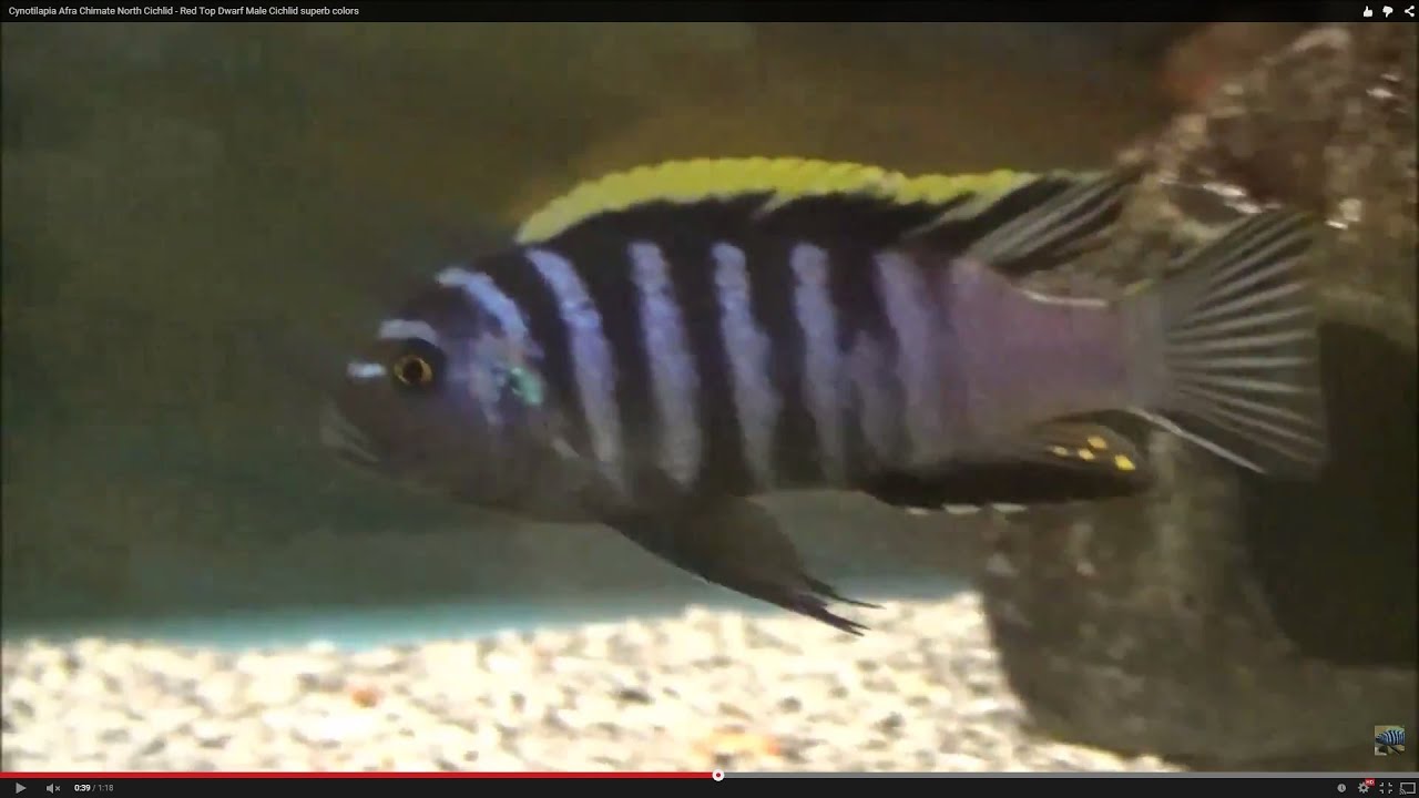 Red Top Dwarf Cichlid Male - Cynotilapia Afra Chimate North Cichlid ...