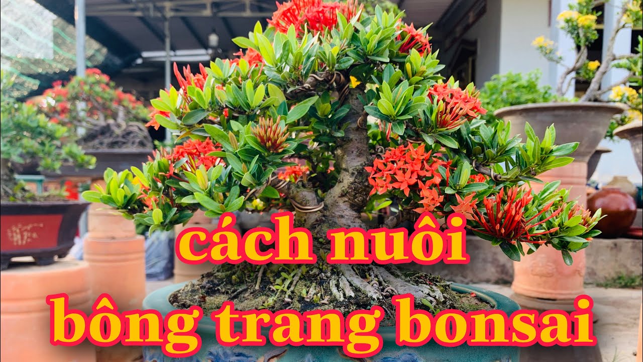Cách nuôi bông trang bonsai p10 - thích bông trang phải xem clip này ...