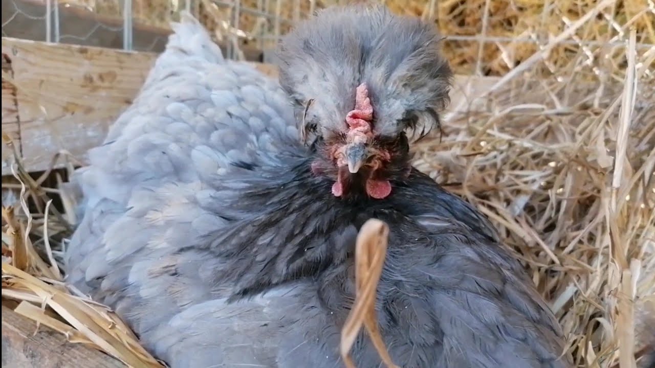 La COPETONA GRIS está CLUECA le preparo su nido y sus huevos (consejos ...
