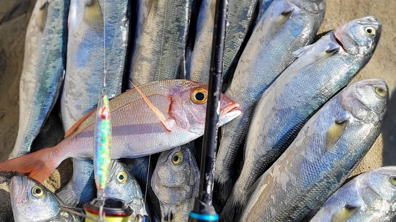 MERAYI LÜFER BASTI💥LRF ile KIYIDAN ATÇEK LÜFER VE MERCAN AVI #JİGLET # ...