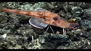 Armored Sea Robin