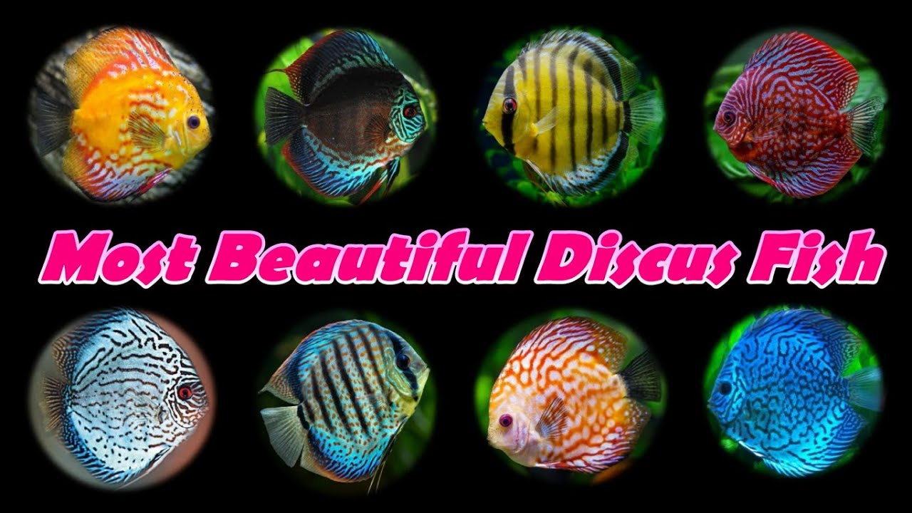 13 Most Beautiful Discus Fish - YouTube