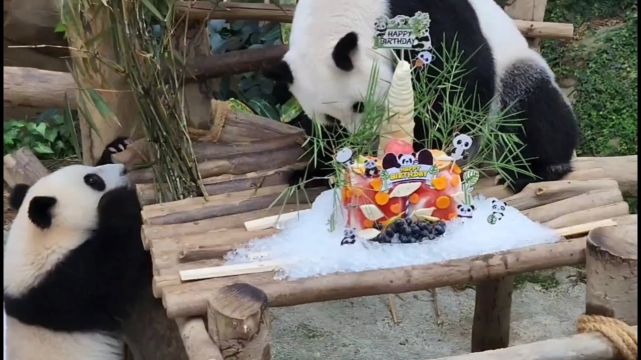 20220823 Happy Birthday to mama Feng Yi 风仪 and papa Fu Wa 福娃 @ Zoo ...