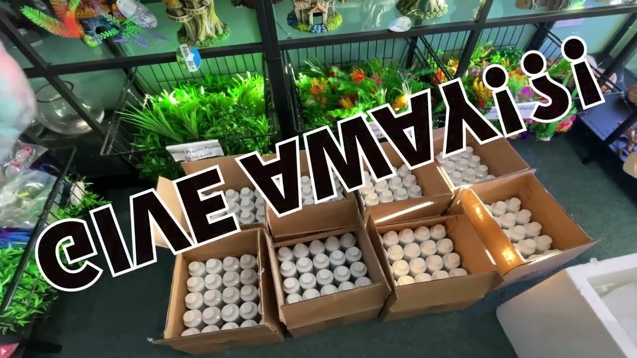 UNBOXING LIVE TROPICAL FISH Blue Fishes YouTube unboxing-live-tropical-fish-blue-fishes-youtube