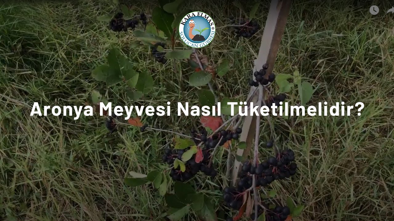 Aronya Meyvesi Nasıl Tüketilmelidir? - YouTube