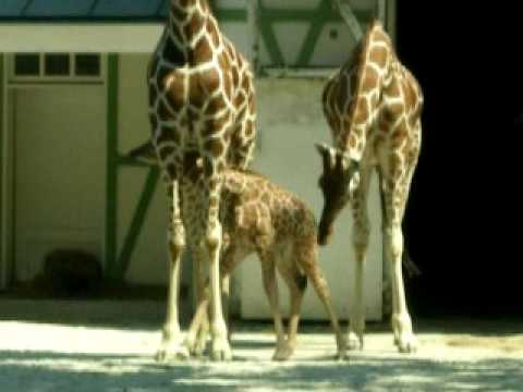 Giraffe baby in artis first time outside