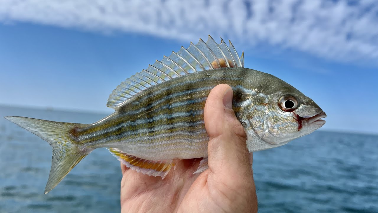 Reef Fishing with Live! PINFISH for a delicious dinner - Offshore ...