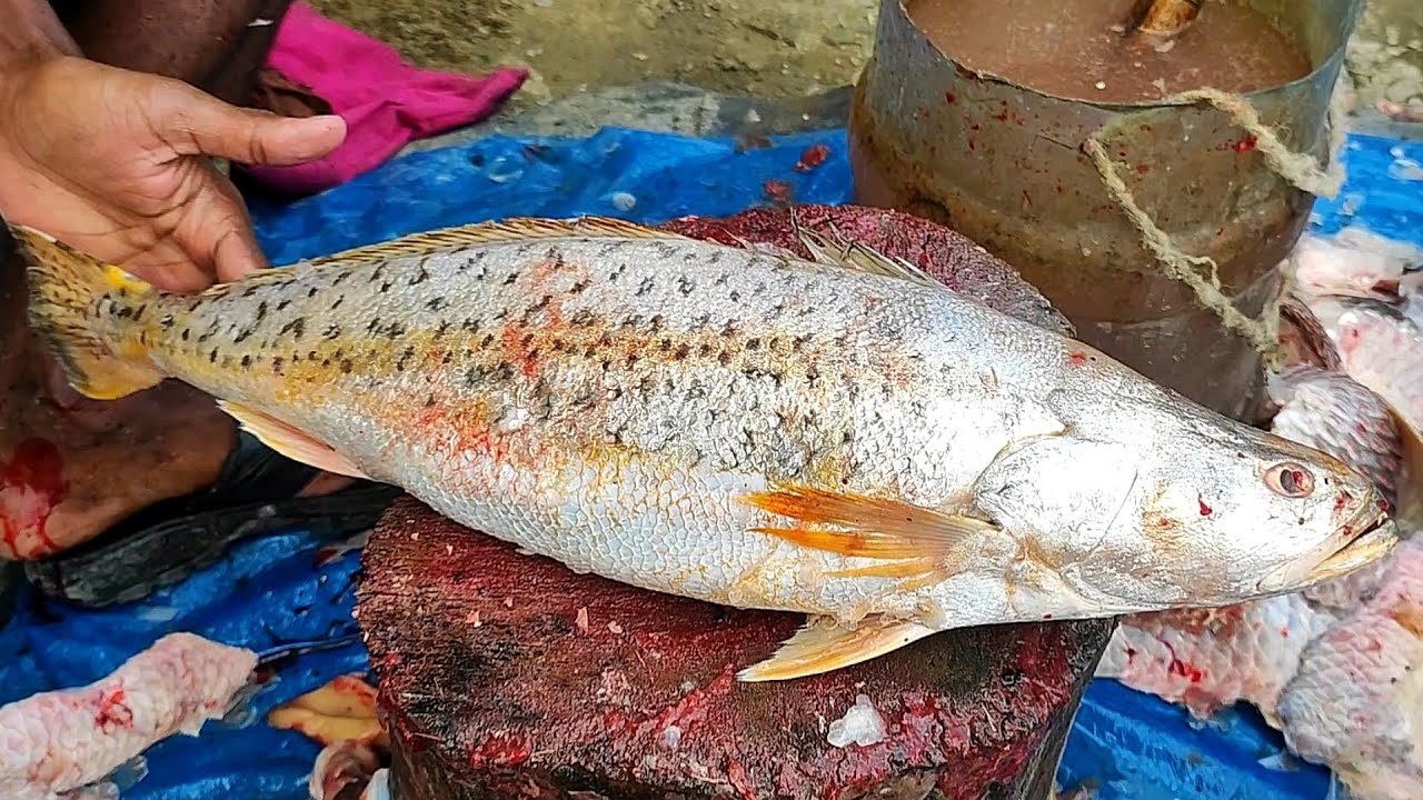 Unique Fish Cutting | Big Poa Fish Cutting By Amazing Fastest Fish ...