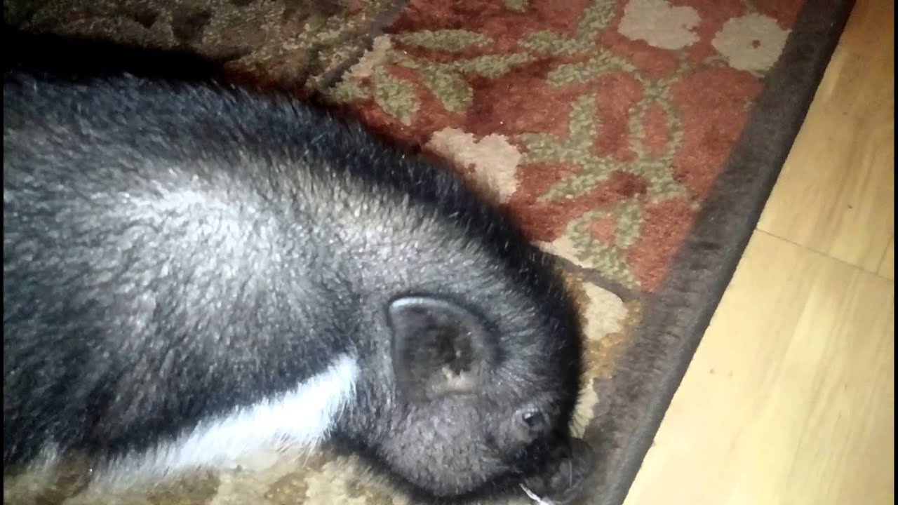 PTP-teasing her with string-Paris the mini pig - YouTube