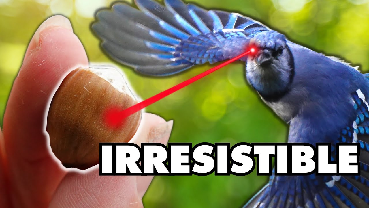 Blue Jays Love these More than Peanuts! | The Great Fall Harvest - YouTube