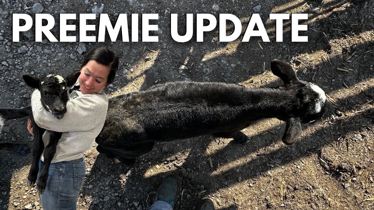 Preemie calf update, calving continues & spring is here | Day in the ...