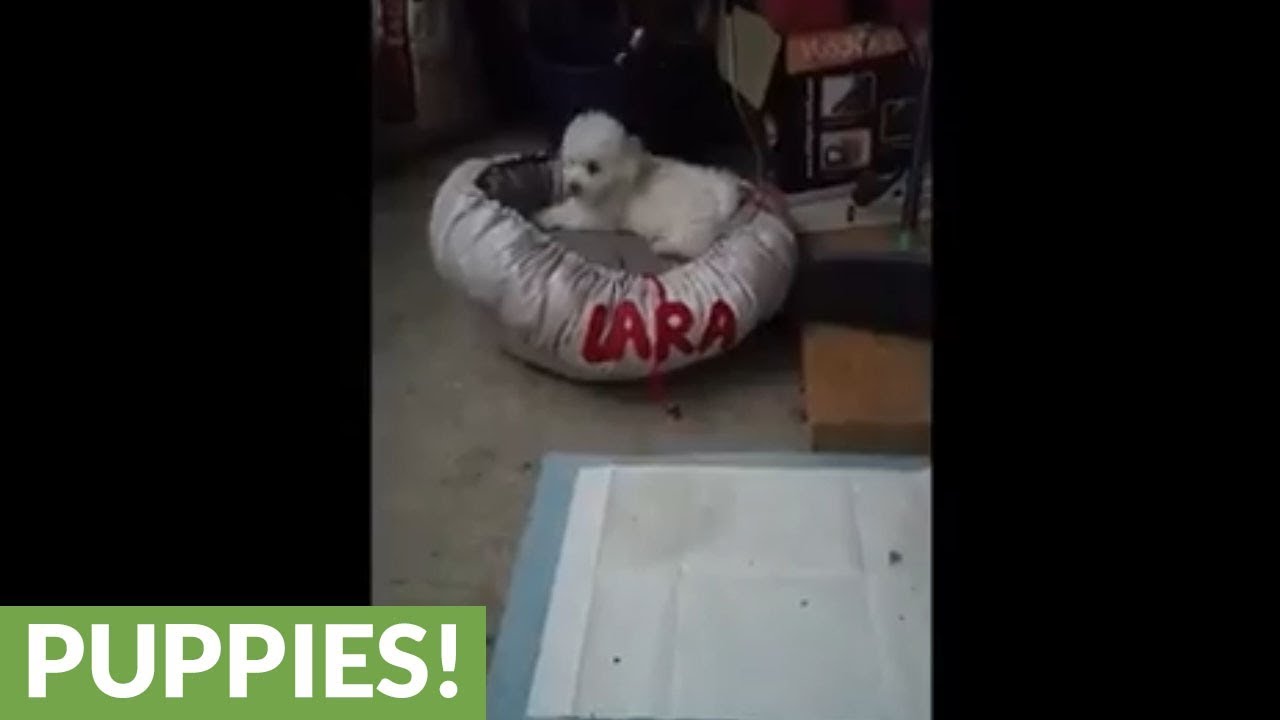 Scared puppy tries to hide in bed from storm - YouTube