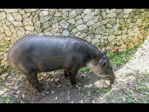 Conhecendo um pouco sobre a Anta , e os Desafios para sua preservação ...