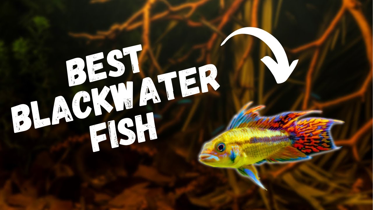 Best BLACKWATER Aquarium Fish | TOP 6 - YouTube