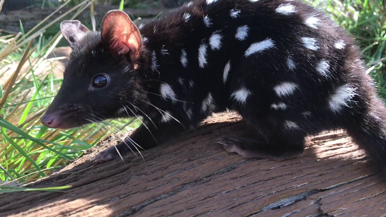 Cutest quoll ever - YouTube