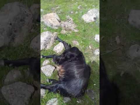 Uyuyan keci uyandirmak