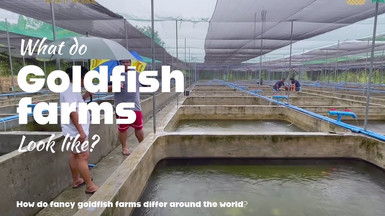 Philippines goldfish farm tour | Ranchu goldfish farm ...