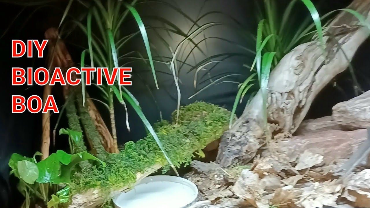 DIY Bioactive boa enclosure build - YouTube