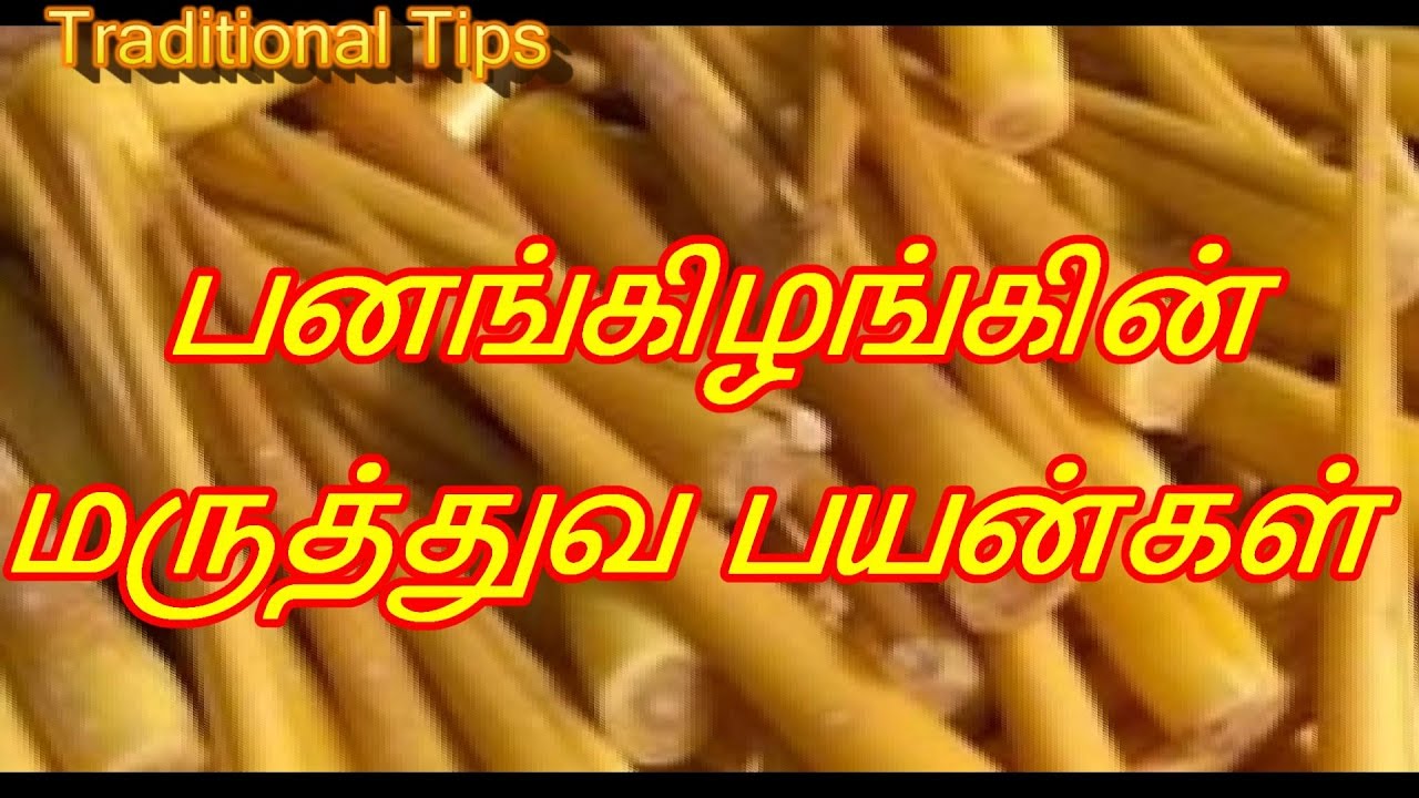 பனங்கிழங்கின் மருத்துவ பயன்கள் || Medicinal Benefits of Panankilanku in ...