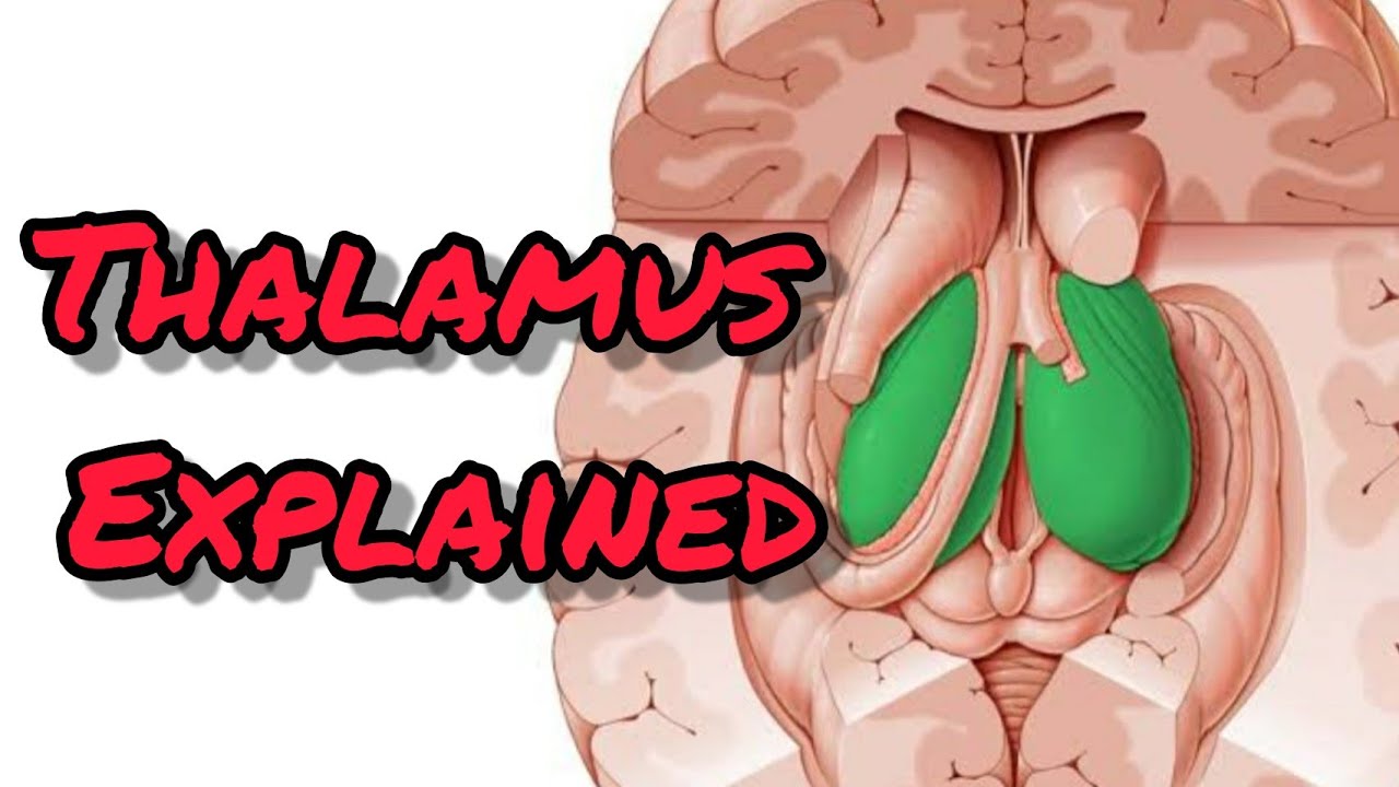 Thalamus nuclei and functions - YouTube