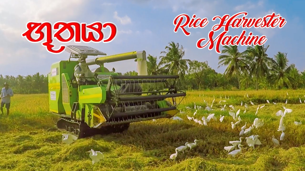 Rice Harvester Machine | Simple Village Life sri lanka (Bhuthaya) Gopro ...