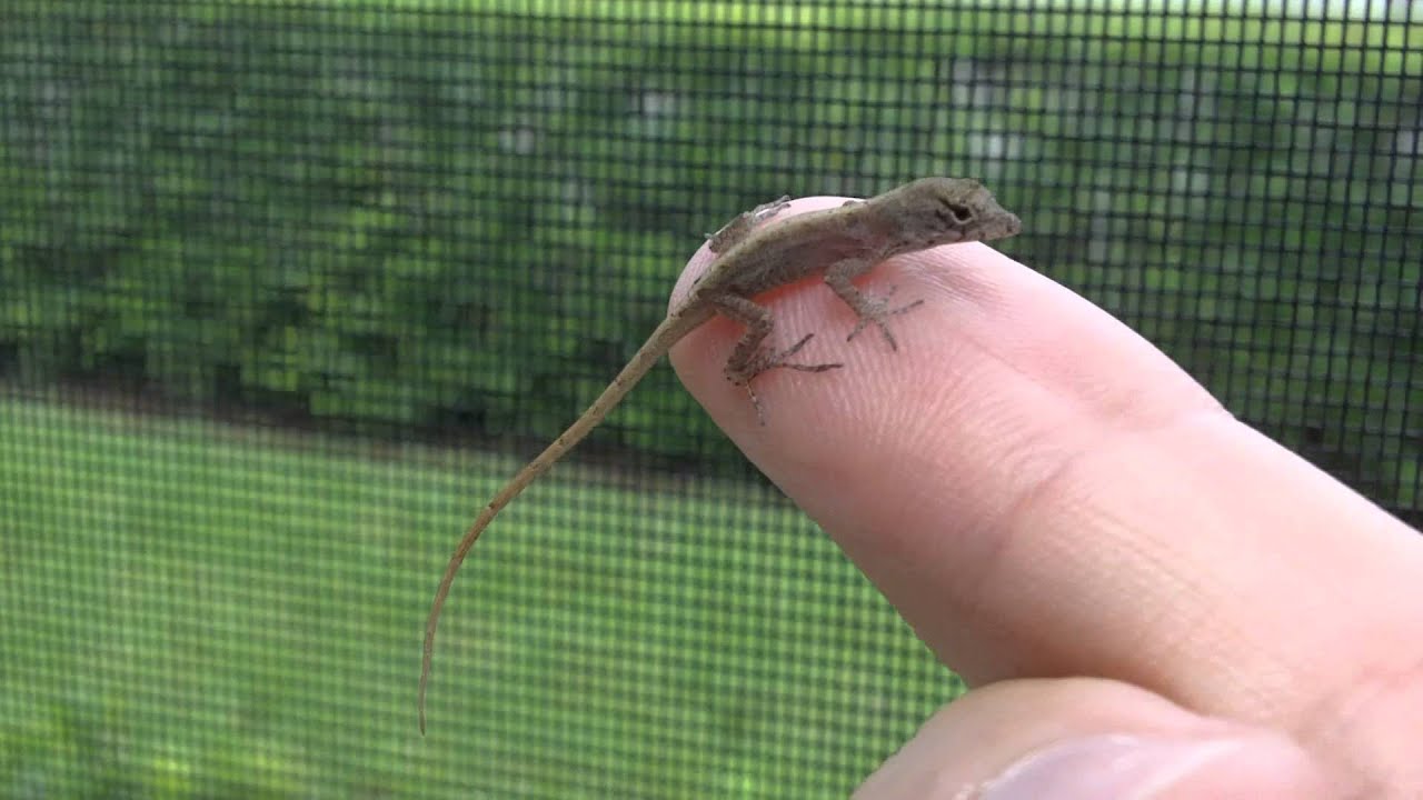 Tiny Lizard - YouTube