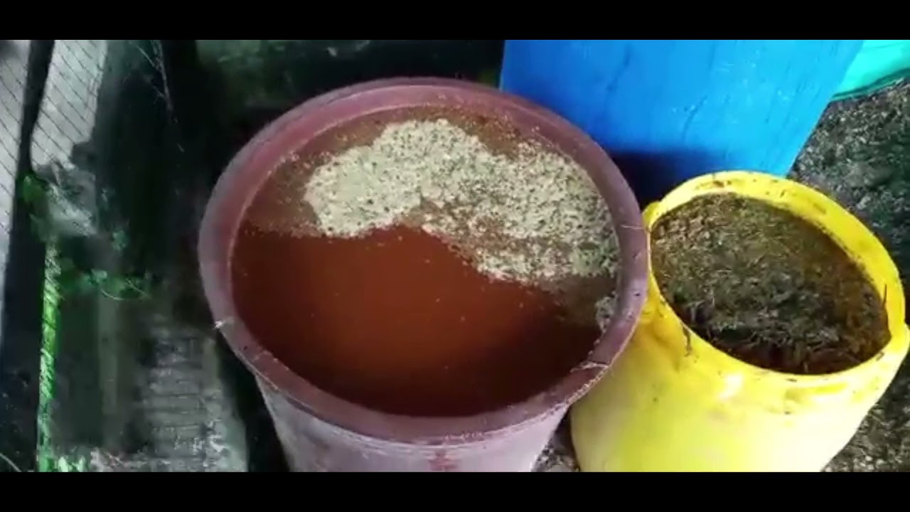 Como hacer un abono orgánico un biol - YouTube