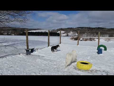 Banjo and the ladies, millie, Jenna and Abby - YouTube