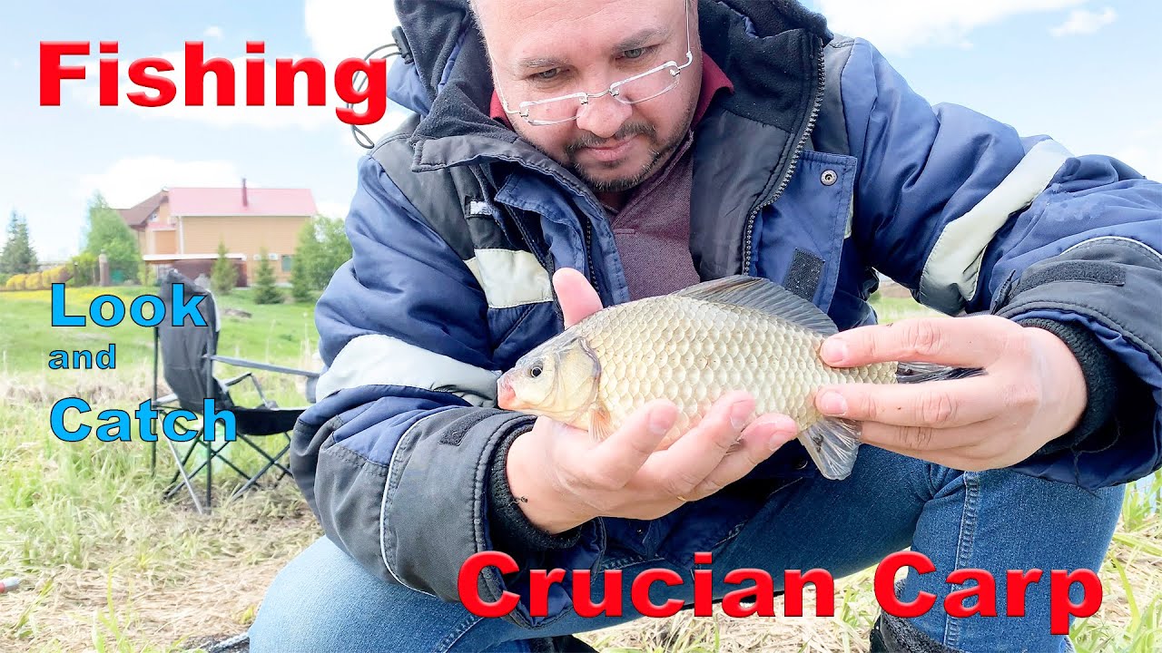 Exciting fishing for large crucian carp! Bites, gatherings! - YouTube