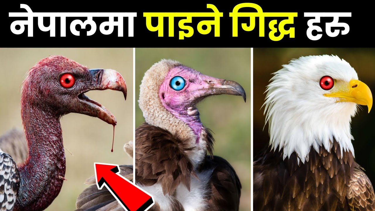 नेपालमा पाइन्छन यस्ता गिद्ध हरु || Vulture In Nepal || How Many ...