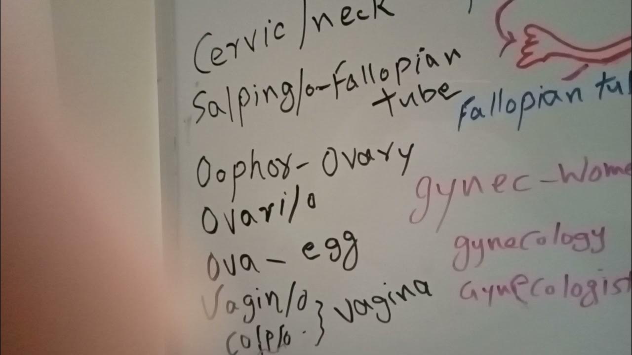medical terminology female reproductive system - YouTube