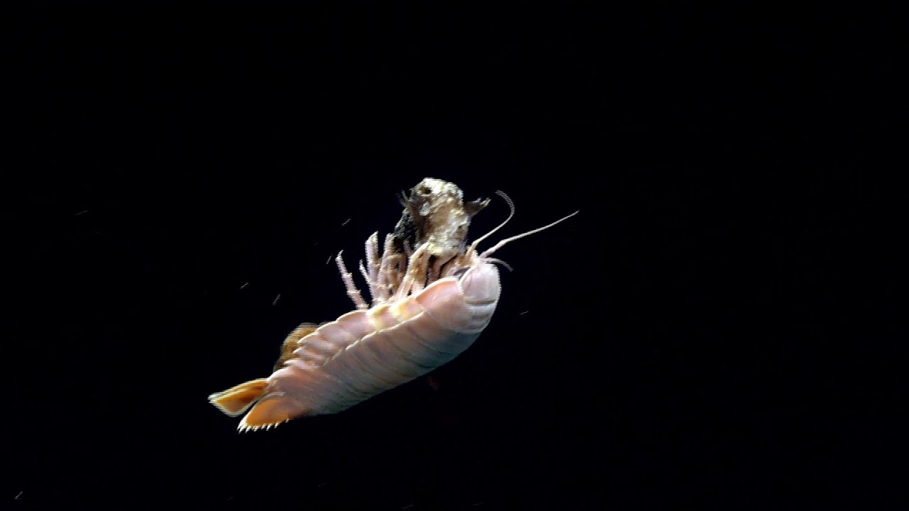 EX1907 Dive 11 Key West Deep Nov 18 2019 1435 - YouTube