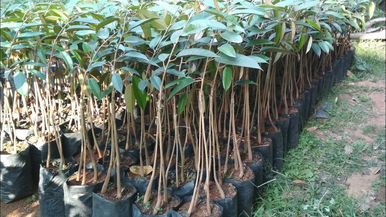 BIBIT DURIAN BAWOR DAN MUSANGKING 50 CM SAMPLE DAERAH PURWOREJO - YouTube