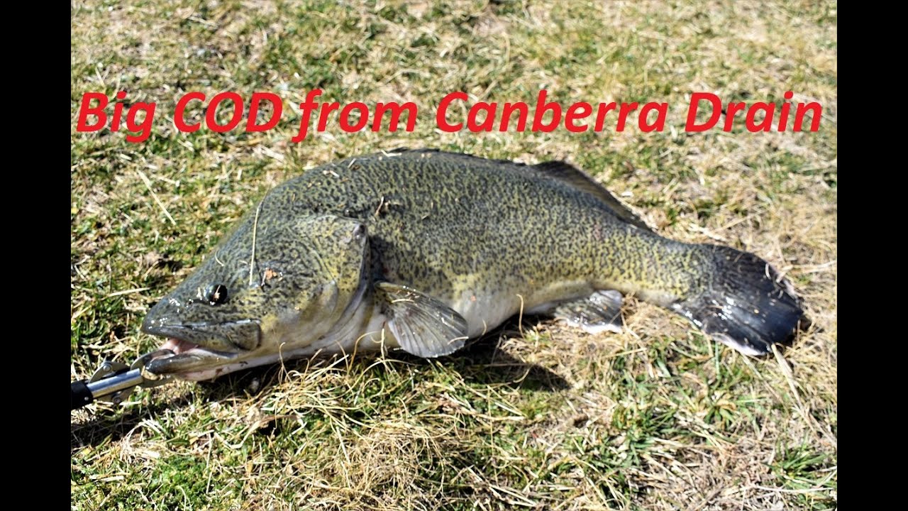Big Cod from a Drain 2 September 2019 - YouTube