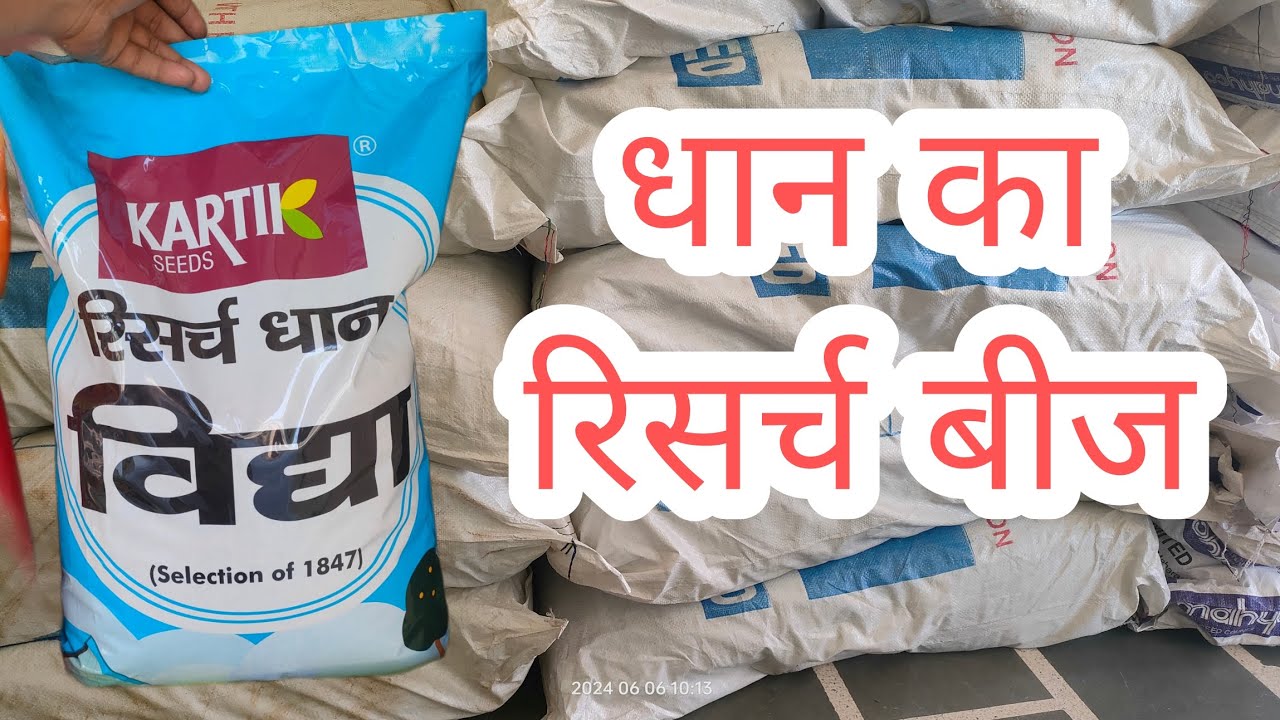 धान का बीज। ।dhan ka beej। kartik seed वैरायटी 1847। - YouTube