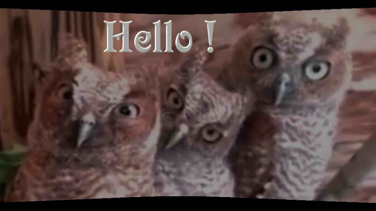 Talking Owls - YouTube