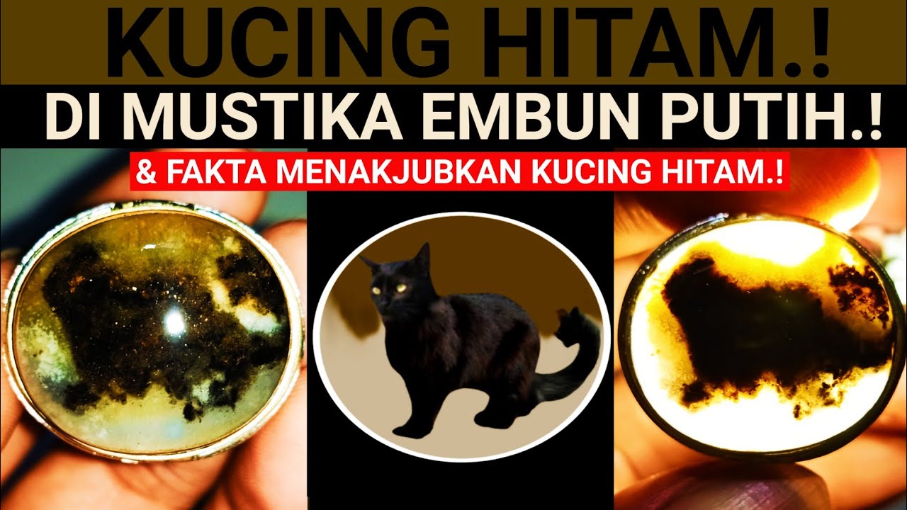 KUCING HITAM.! Di Mustika EMBUN PUTIH.! - YouTube