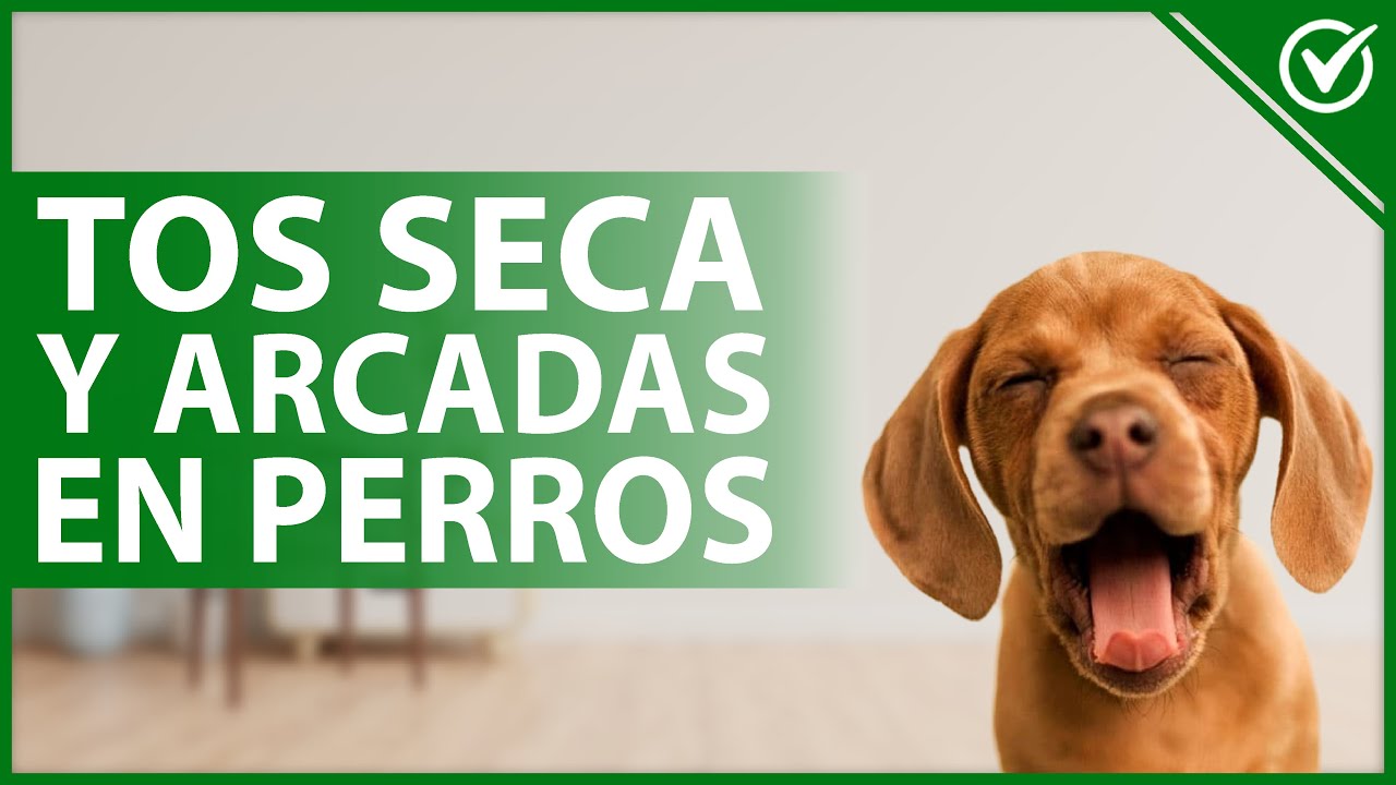 🐩 ¿Por qué mi perro tiene TOS SECA y ARCADAS? - Causas y tratamiento ...