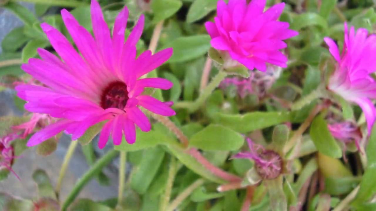 Dorotheanthus bellidiformis time lapse - YouTube