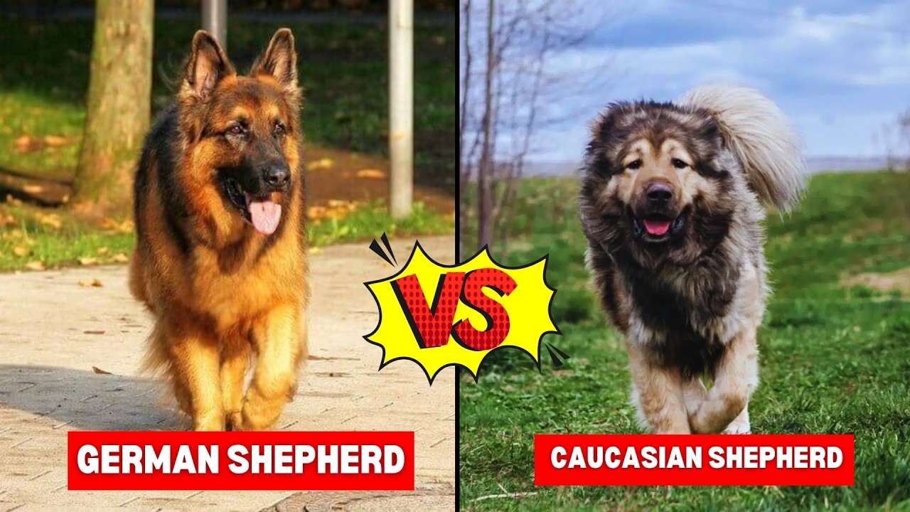 German Shepherd vs Caucasian Shepherd: Ultimate Showdown - Which Breed ...