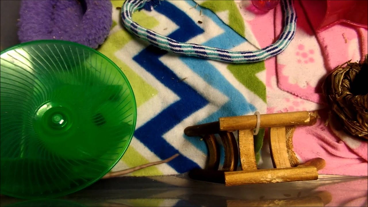Tryn 4 Weeks (3 Legged Rat) - YouTube