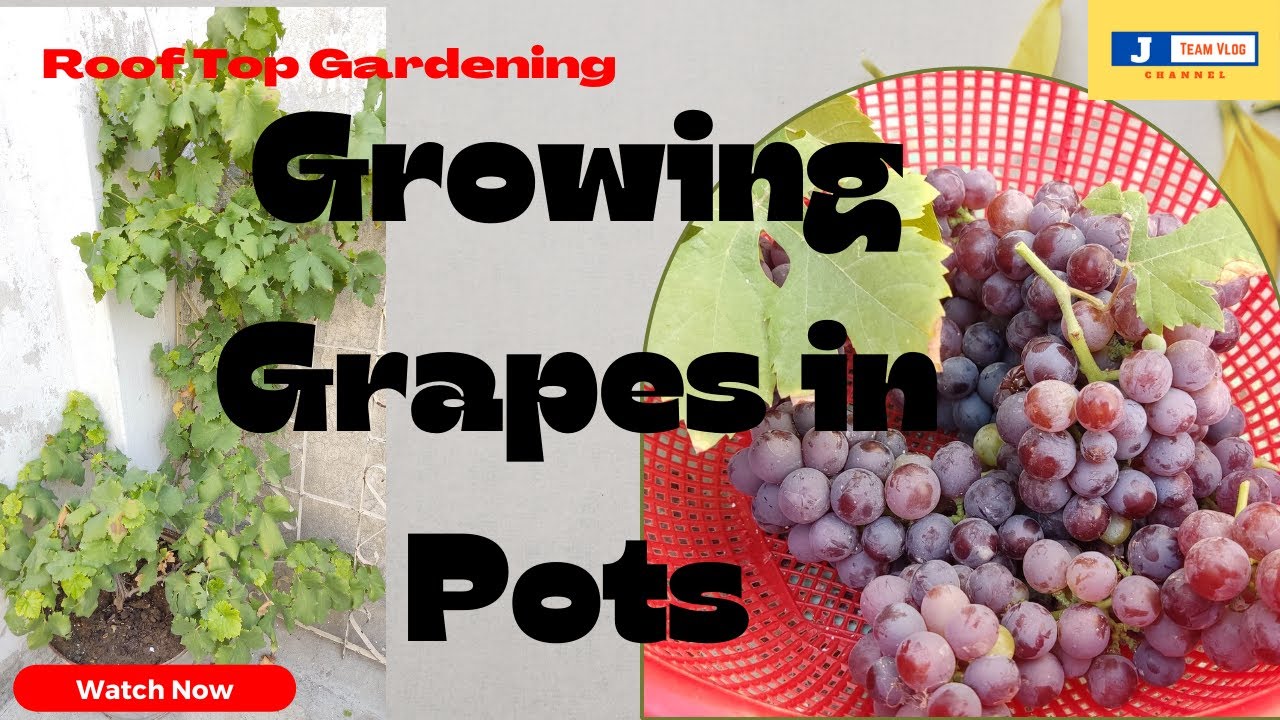 Grapes in a pot | Roof top gardening in containers | Grapes in ...