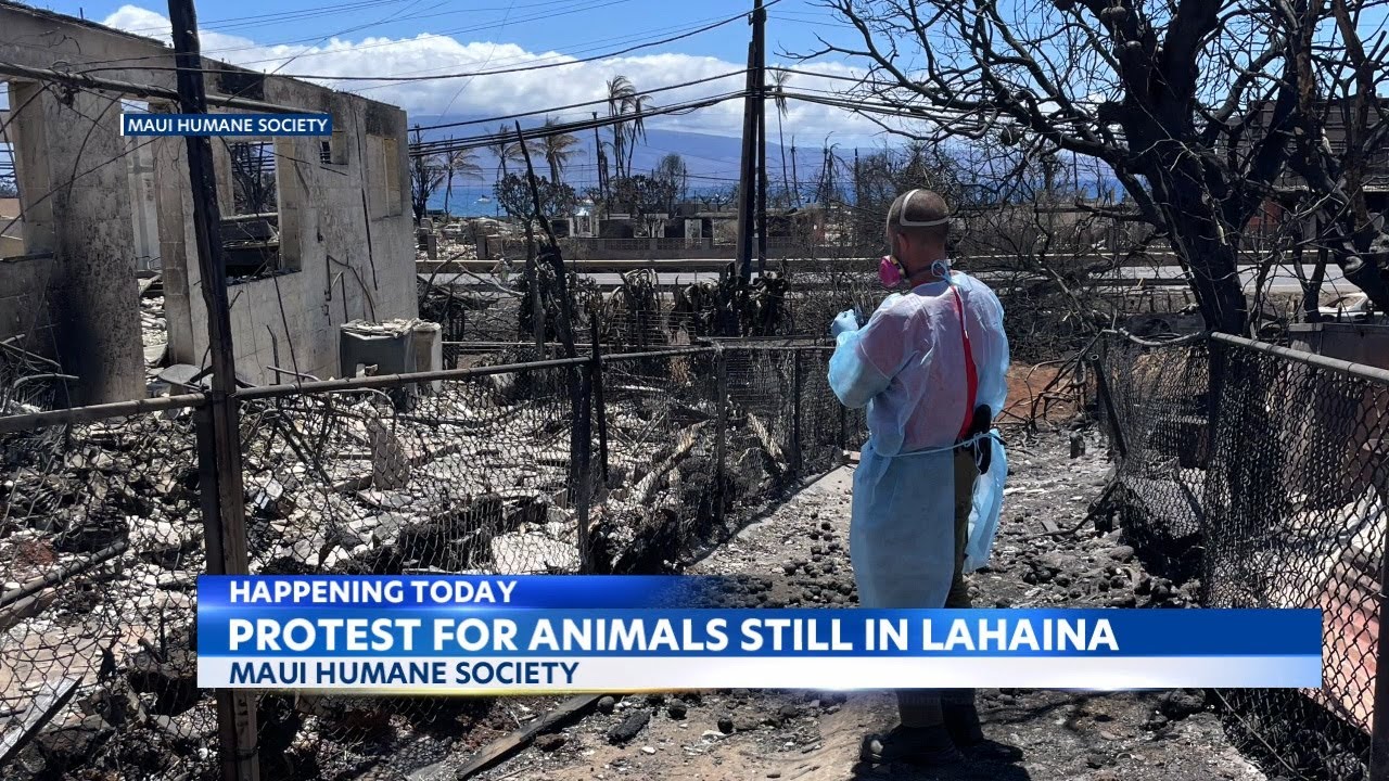 Maui Recovery: Protest sheds light on animals in Lahaina burn zone ...